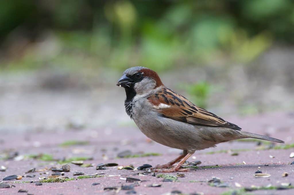 Uova di passera, speciali sotto ogni punto di vista! | Nonnapaperina